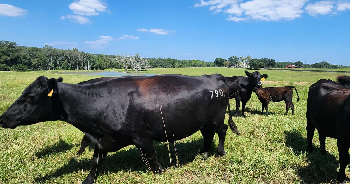 Eat Local This Mobile County Cattle Farm Offers Top Quality Meat And