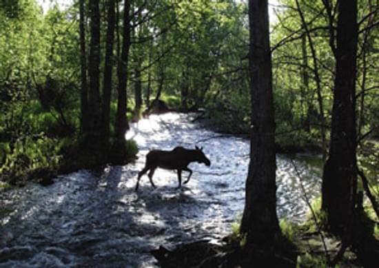 Campbell Tract Loop Trail, Anchorage, Alaska - American Trails Campbell Tract Loop Trail, Anchorage, Alaska - American Trails